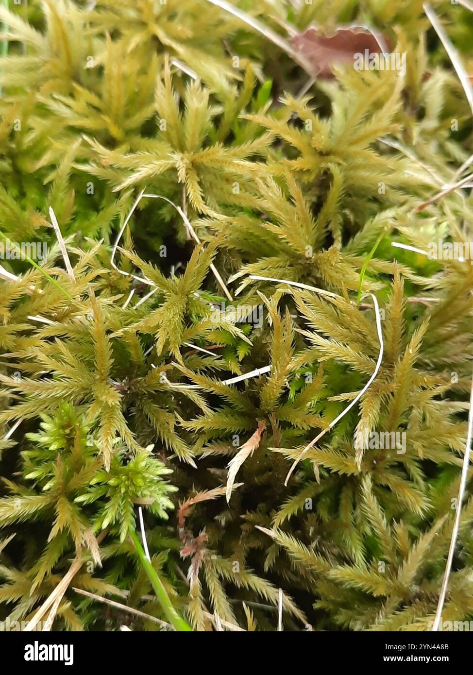 Climacium hi-res stock photography and images - Alamy