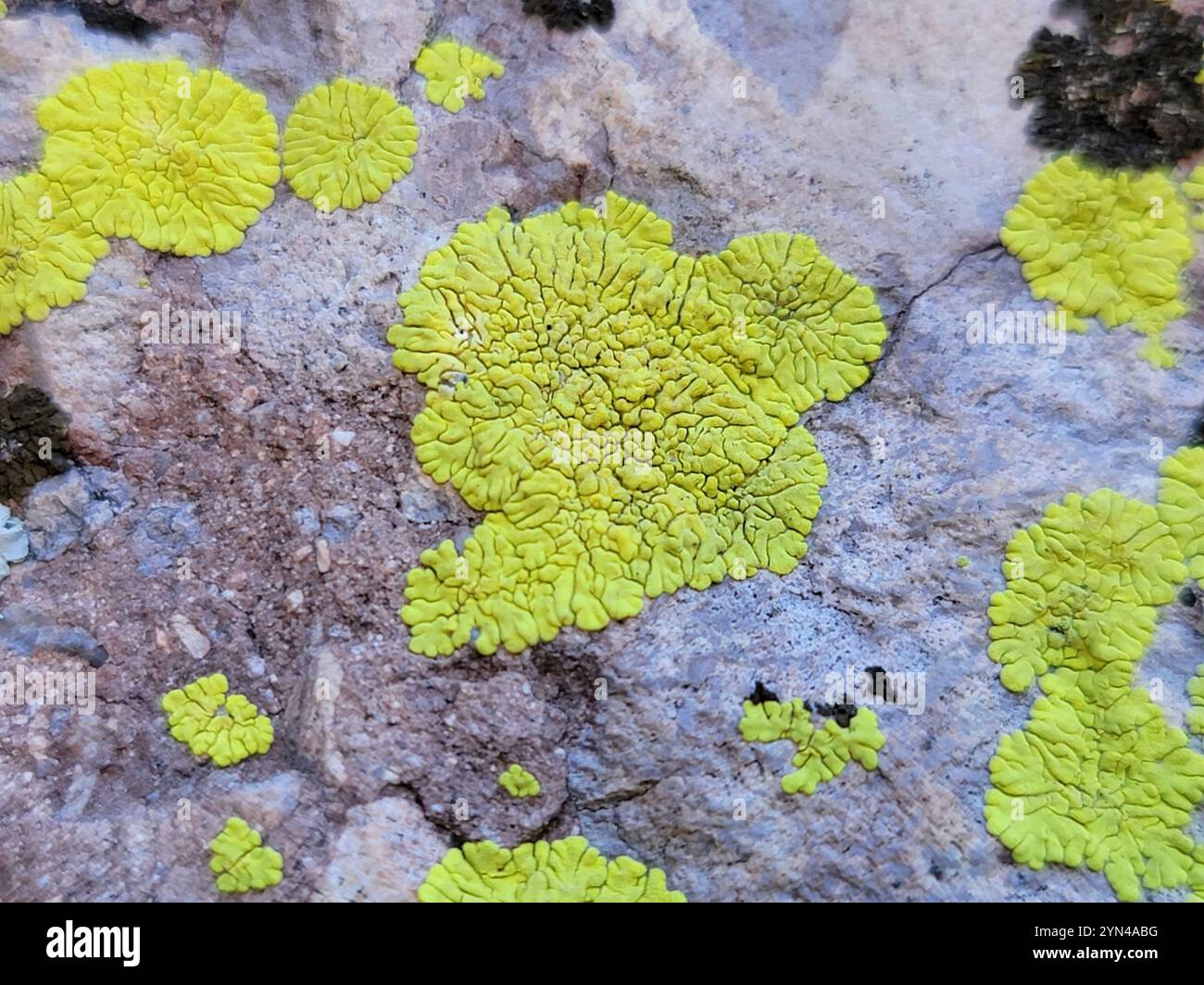 Gold Cobblestone Lichens (Pleopsidium Stock Photo - Alamy