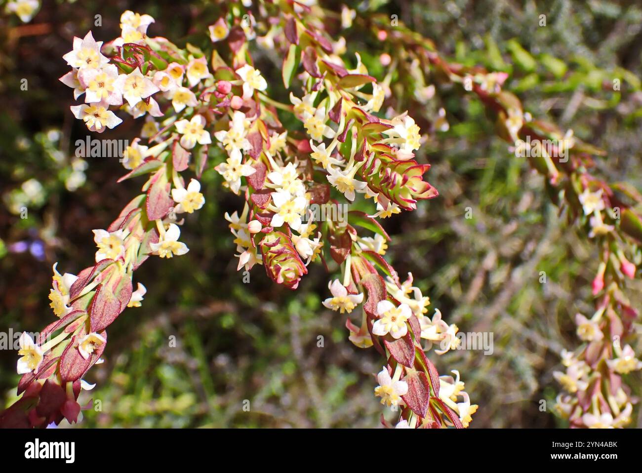 Woolly Capespray (Struthiola tomentosa Stock Photo - Alamy