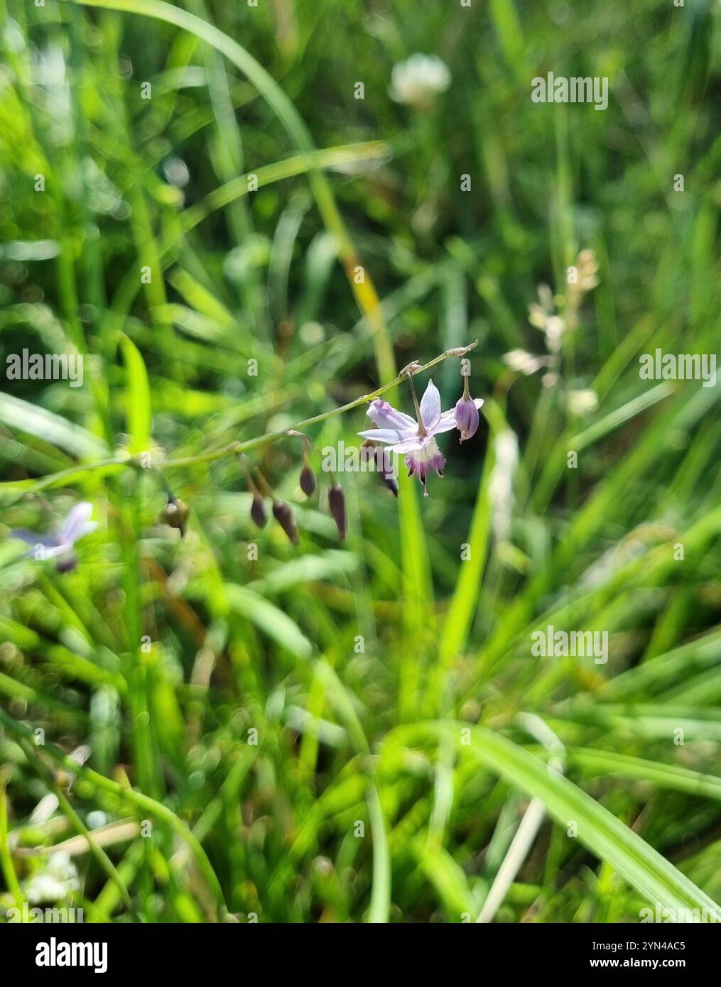 Milleflorum hi-res stock photography and images - Alamy