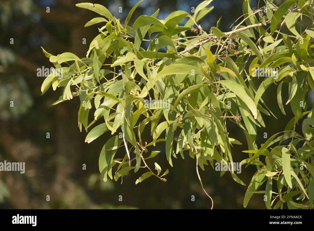 Earpod Wattle (Acacia auriculiformis Stock Photo - Alamy