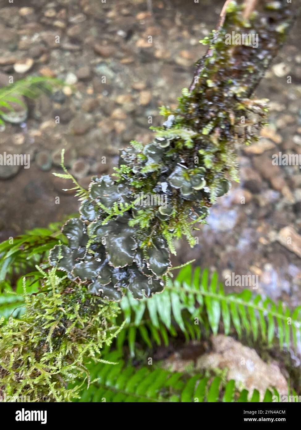 tree pelt lichen (Peltigera collina Stock Photo - Alamy