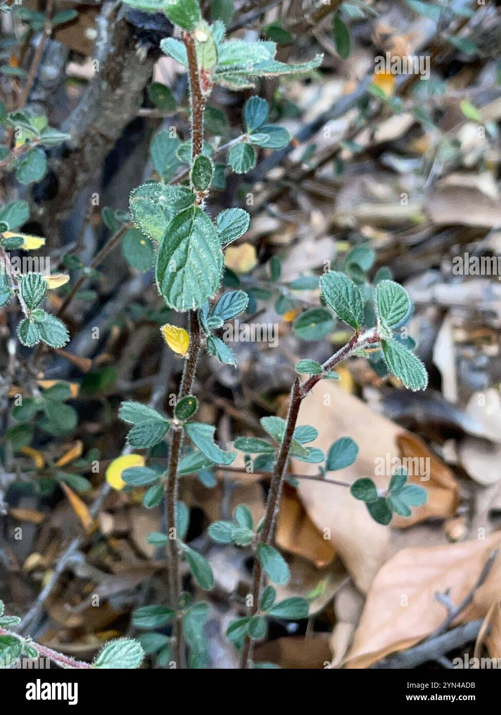 Hairy Mountain Mahogany (Cercocarpus breviflorus Stock Photo - Alamy