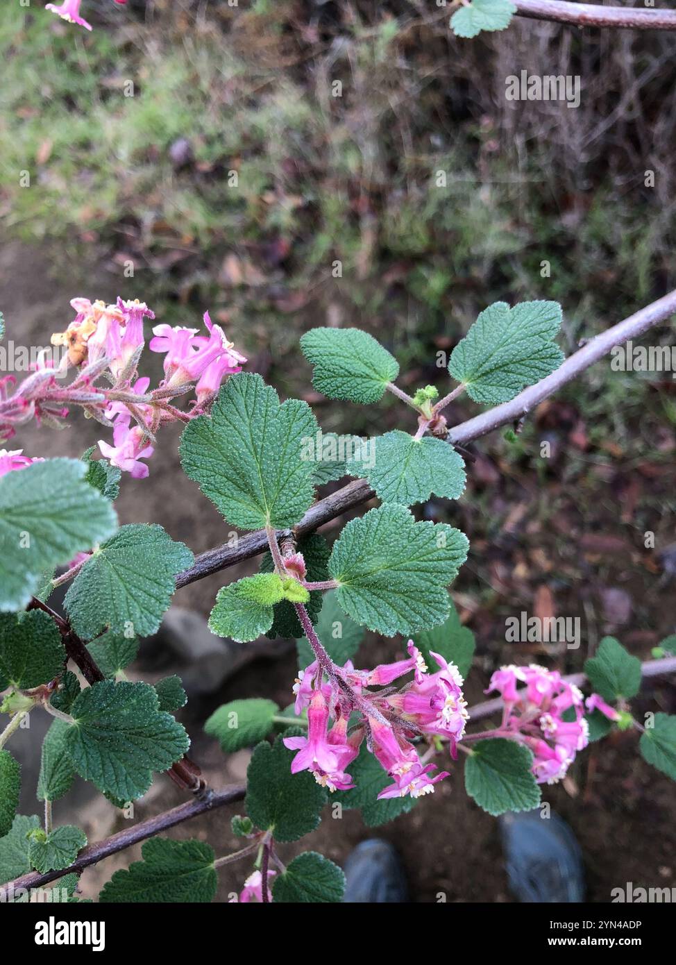 Chaparral Currant (Ribes malvaceum Stock Photo - Alamy