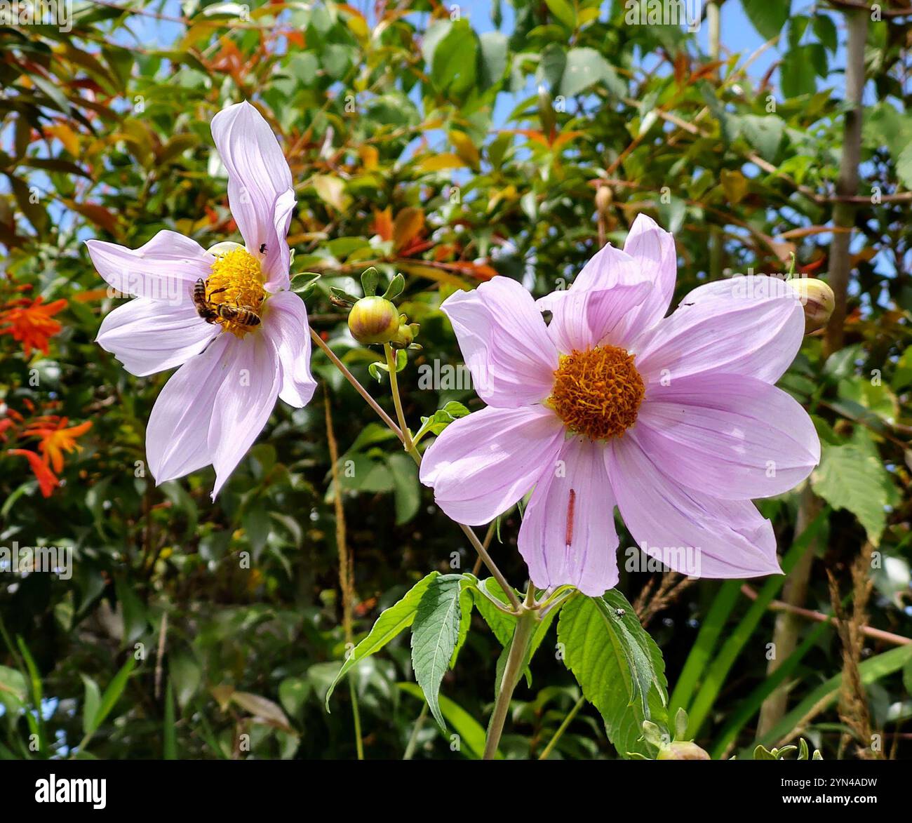 Tree Dahlia (Dahlia imperialis Stock Photo - Alamy