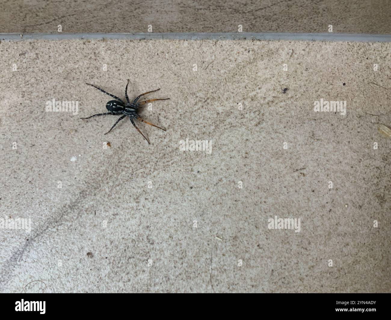 Spotted Ground Swift Spider (Nyssus coloripes Stock Photo - Alamy