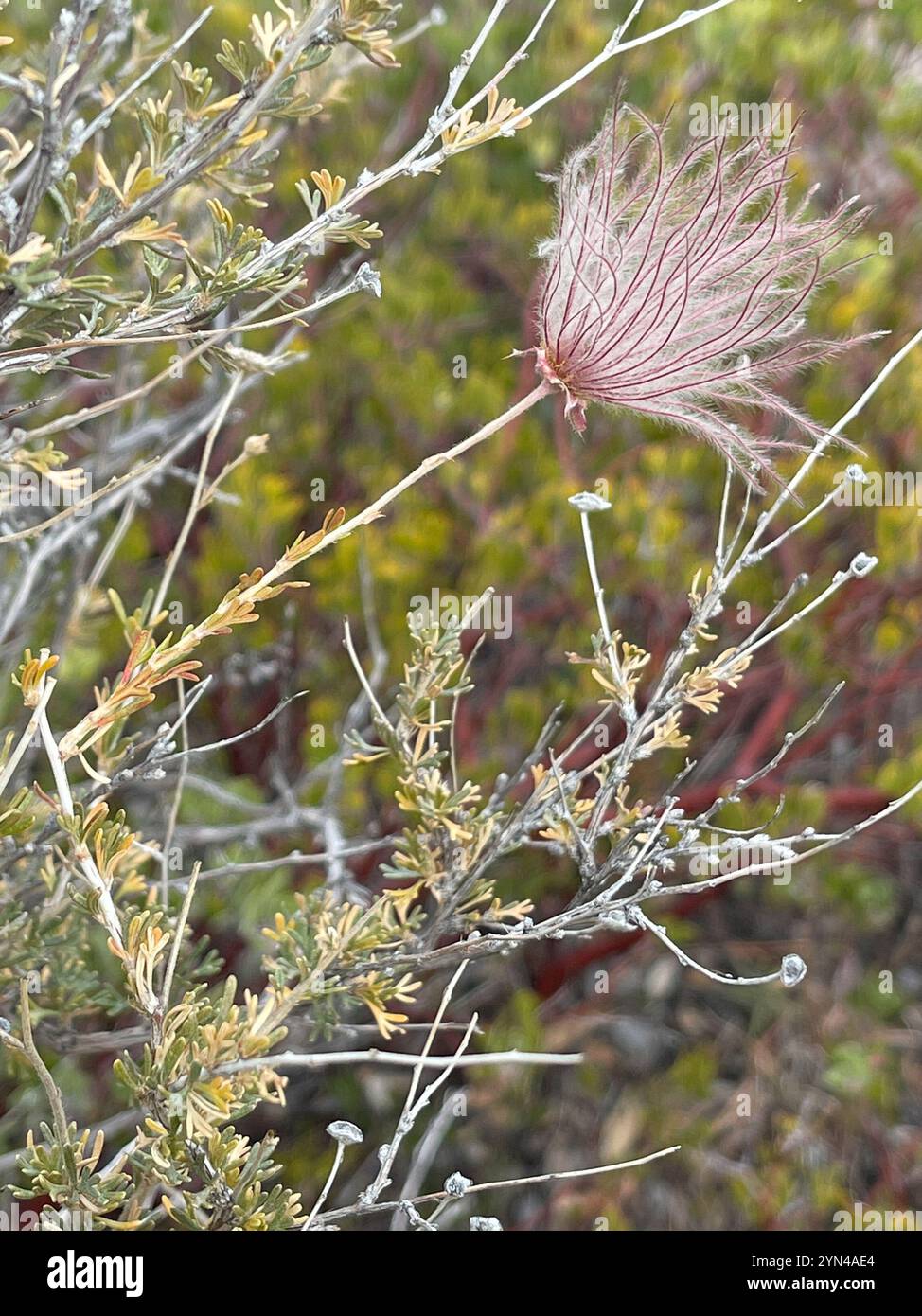Apache plume (Fallugia paradoxa Stock Photo - Alamy