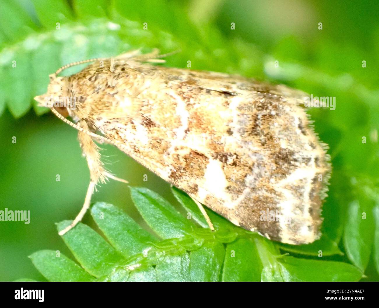Owlet Moths and Allies (Noctuoidea Stock Photo - Alamy