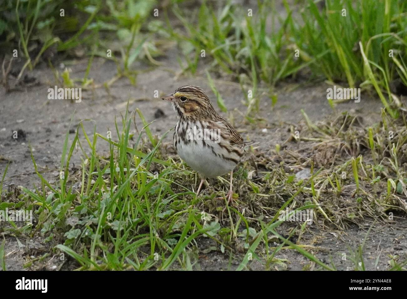 Savannah Sparrow (Passerculus sandwichensis Stock Photo - Alamy