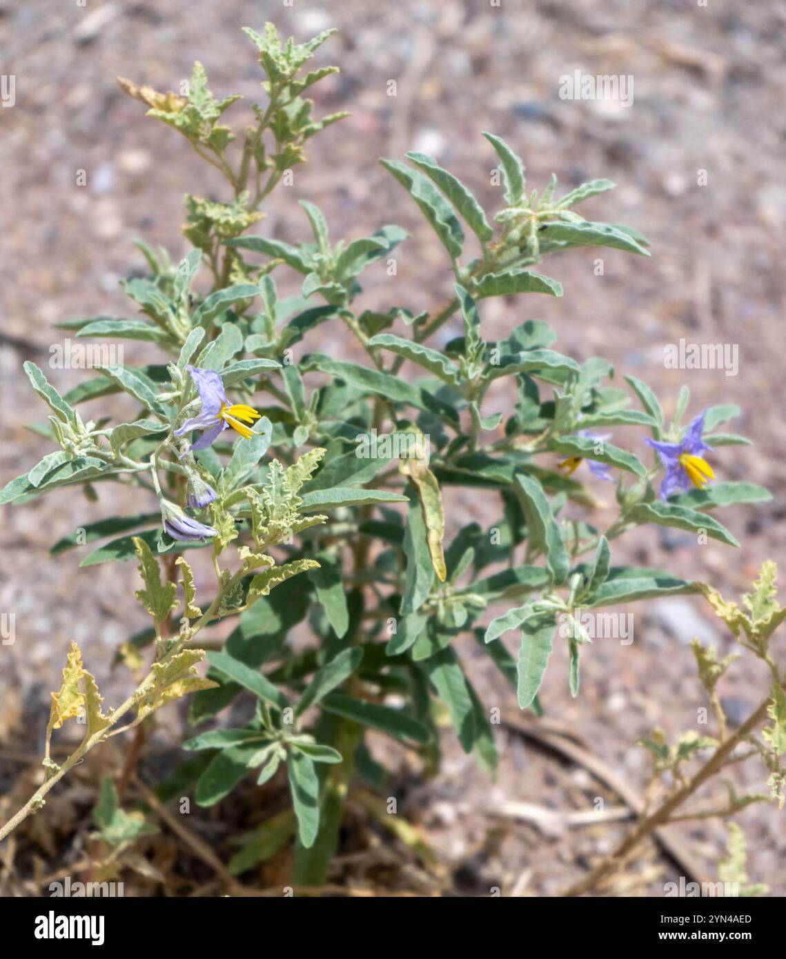 silverleaf nightshade (Solanum elaeagnifolium Stock Photo - Alamy