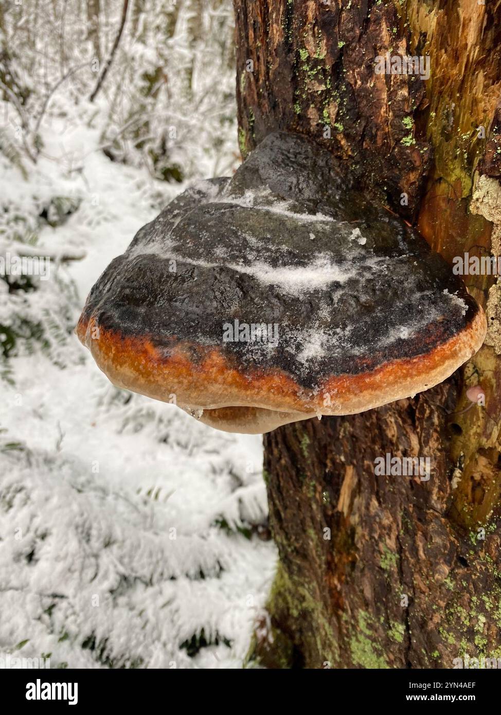Northern Red Belt (Fomitopsis mounceae Stock Photo - Alamy