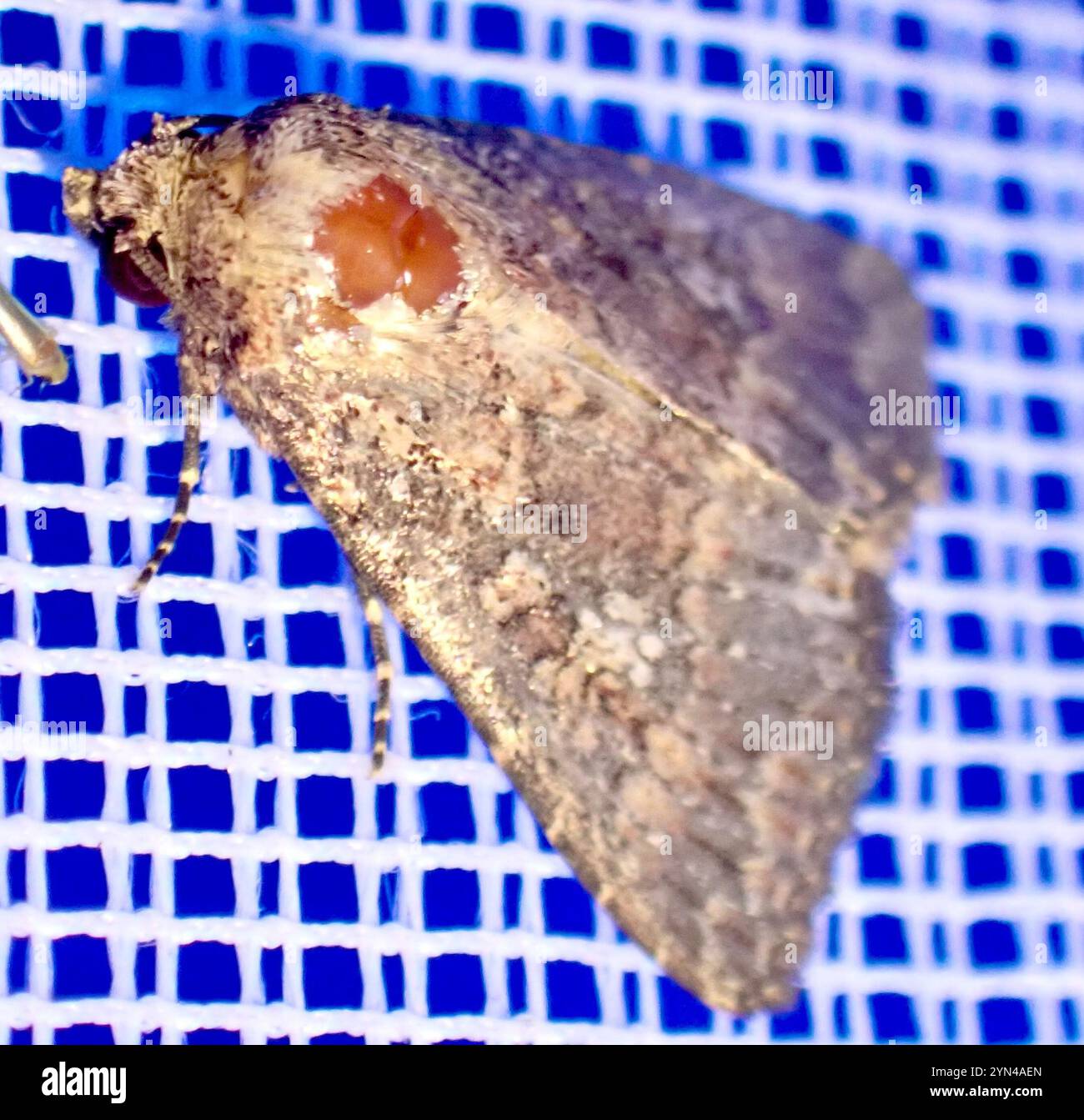 The African (Condica capensis Stock Photo - Alamy