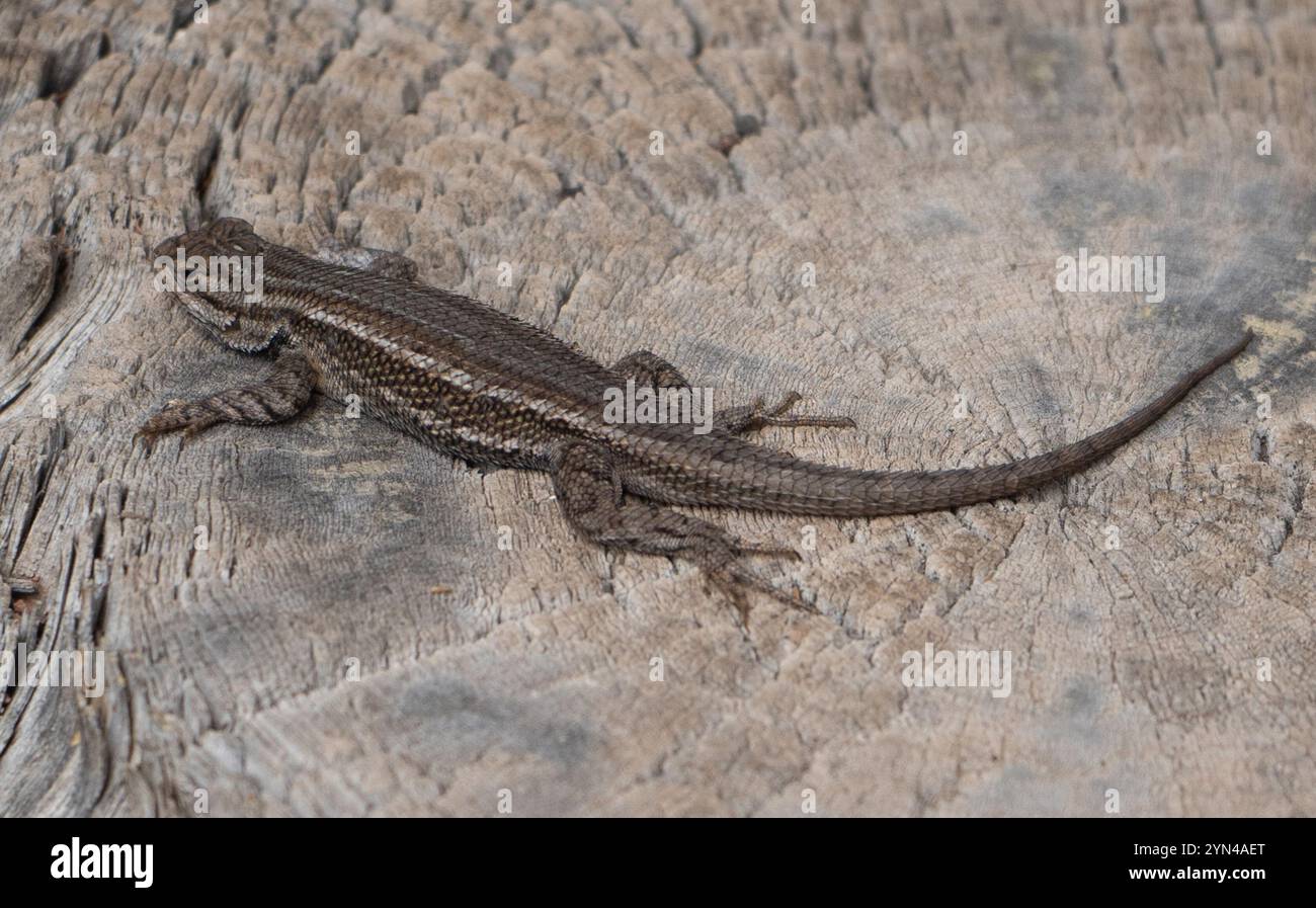 Plateau Fence Lizard (Sceloporus tristichus Stock Photo - Alamy