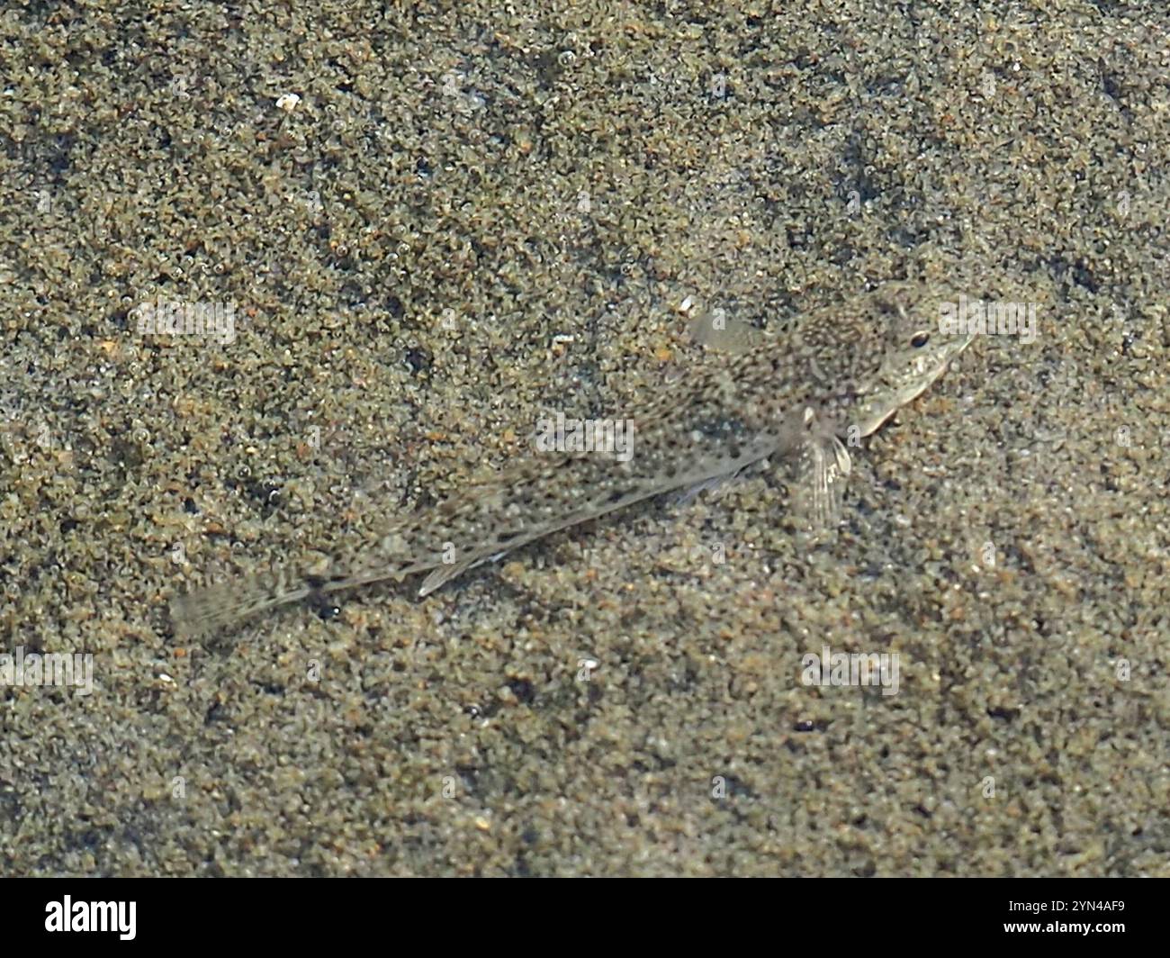 Gobies and allies (Gobioidei Stock Photo - Alamy