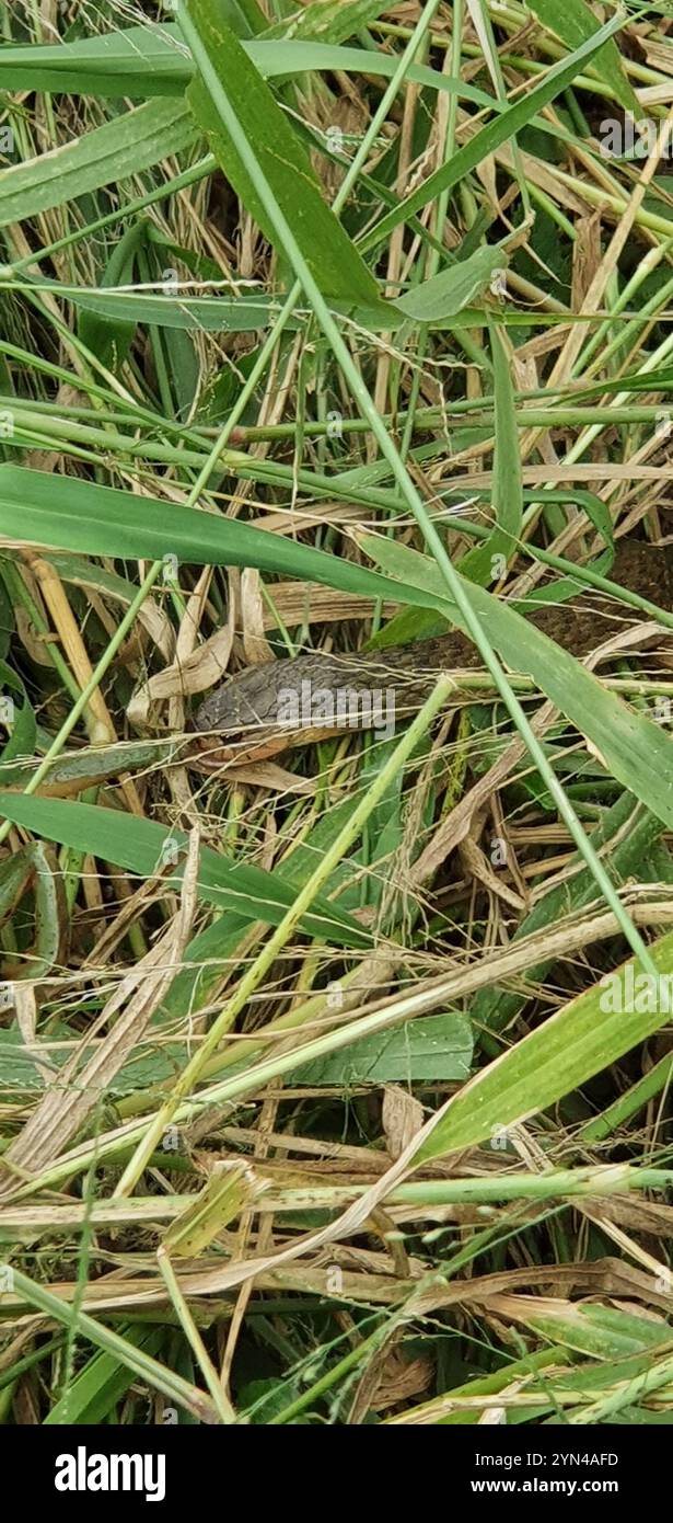 Common keelback (Tropidonophis mairii Stock Photo - Alamy