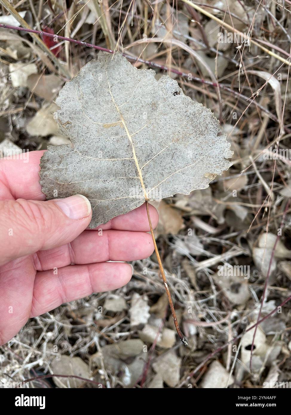 Eastern Cottonwood (Populus deltoides Stock Photo - Alamy