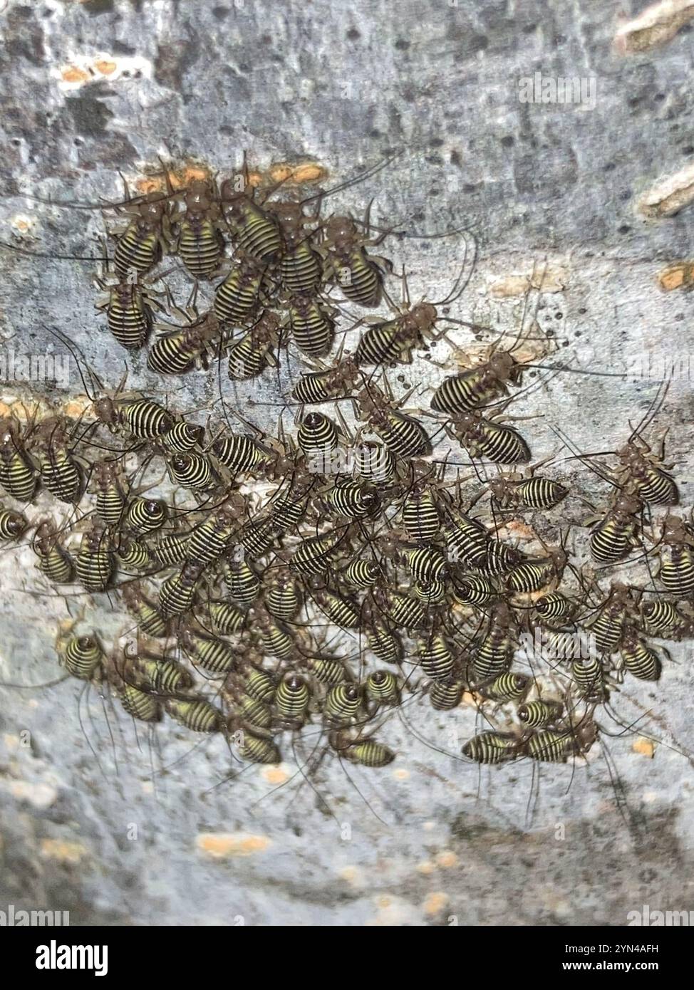 Tree Cattle (Cerastipsocus venosus Stock Photo - Alamy