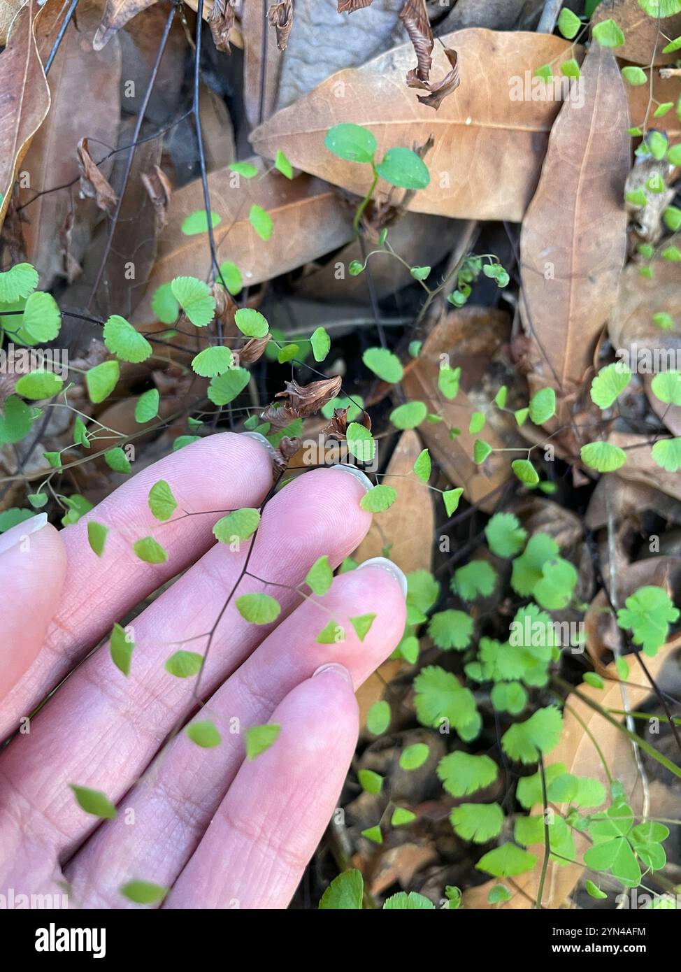 California Maidenhair Fern (Adiantum jordanii Stock Photo - Alamy