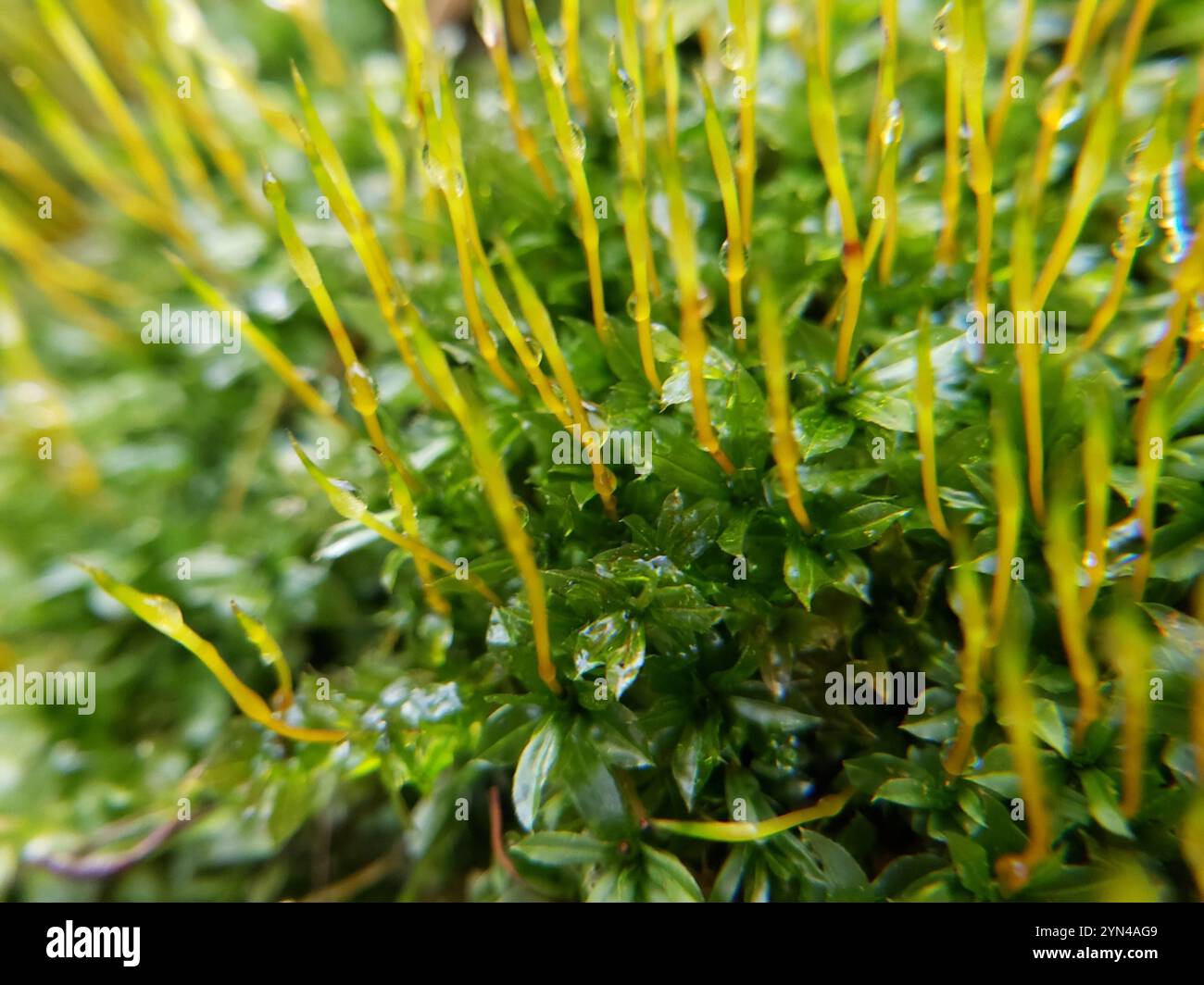 Thyme and Allied Mosses (Plagiomnium Stock Photo - Alamy