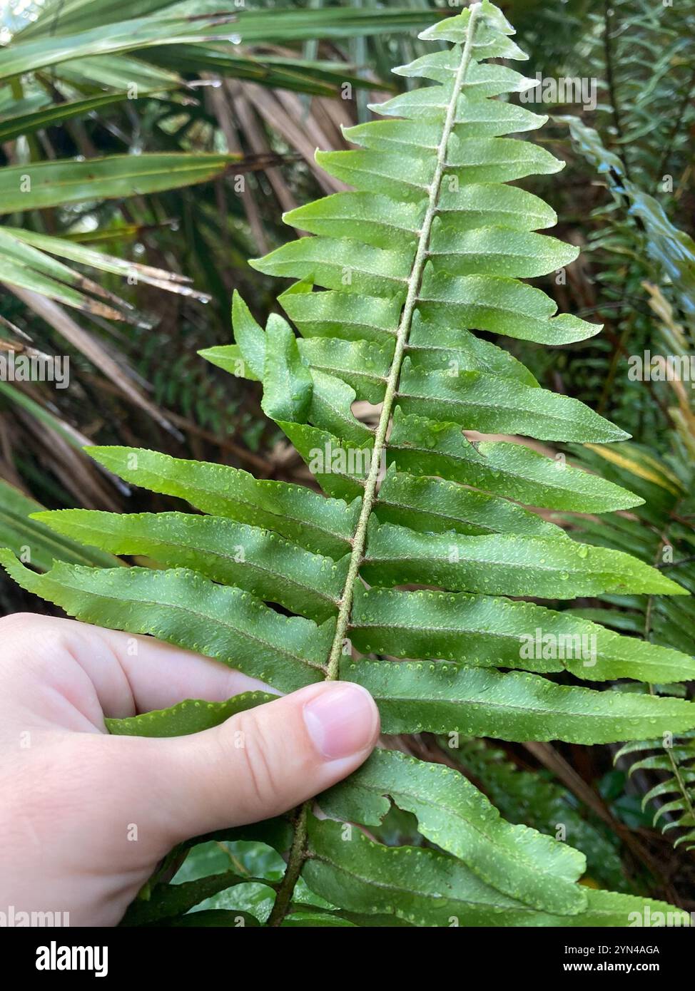 southern sword fern (Nephrolepis exaltata Stock Photo - Alamy