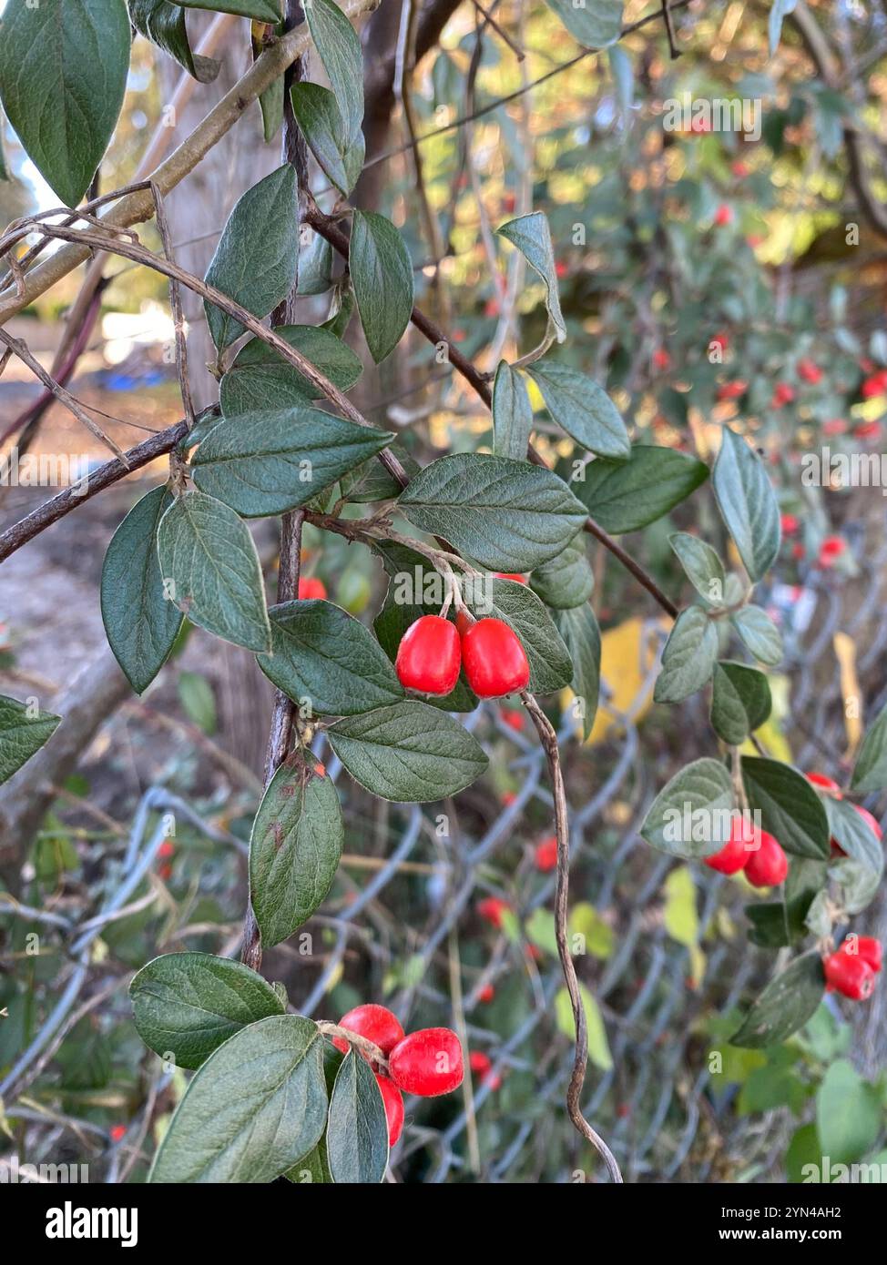 Himalayan cotoneaster (Cotoneaster simonsii Stock Photo - Alamy