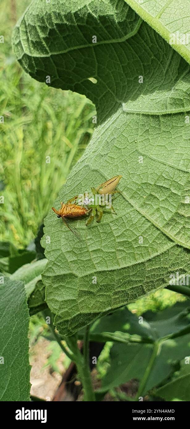 Green Jumping Spider (Mopsus mormon Stock Photo - Alamy