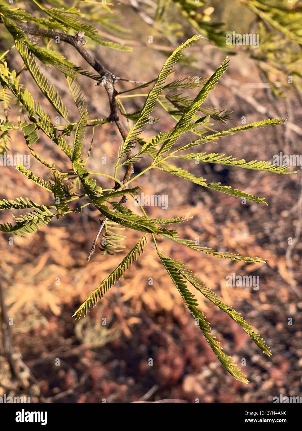 Velvet mesquite hi-res stock photography and images - Alamy