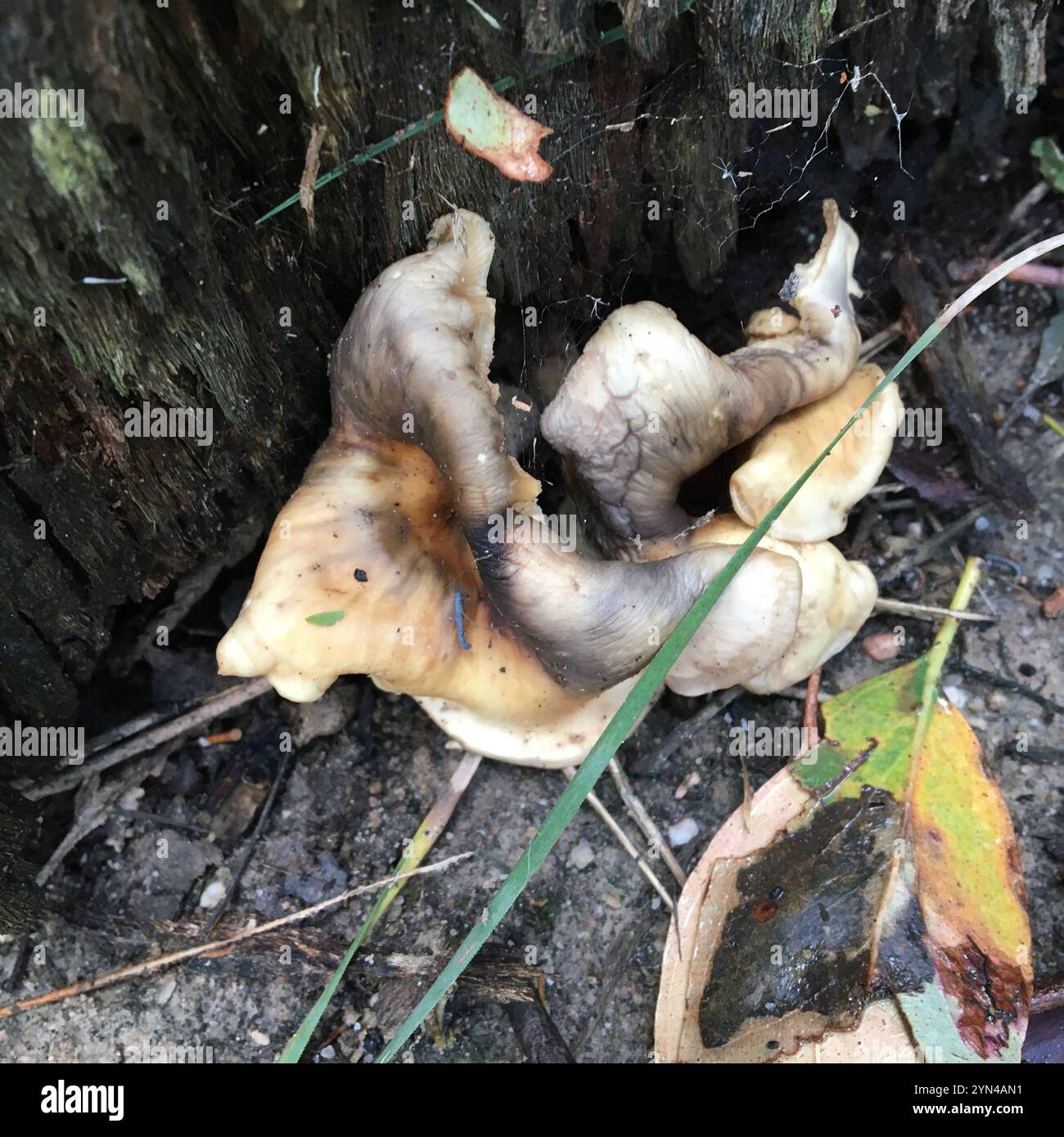 ghost fungus (Omphalotus nidiformis Stock Photo - Alamy