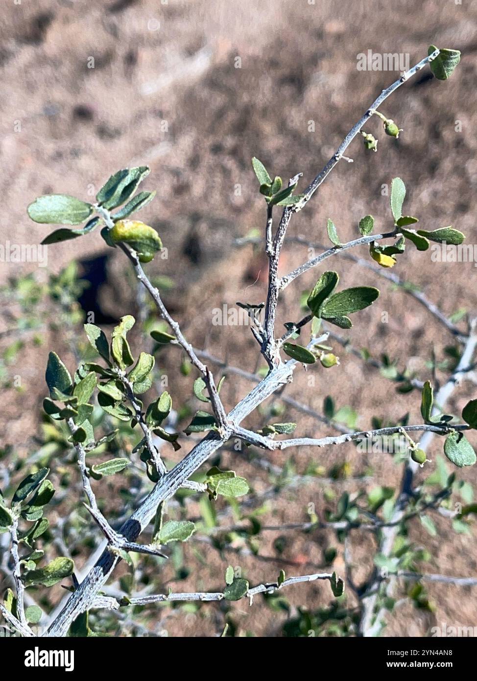 spiny hackberry (Celtis pallida Stock Photo - Alamy