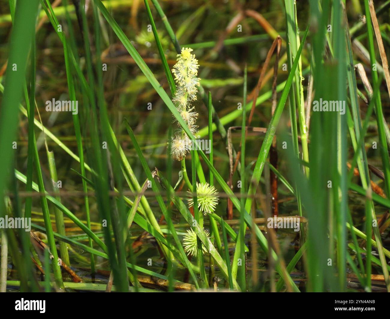 American bur-reed (Sparganium americanum Stock Photo - Alamy