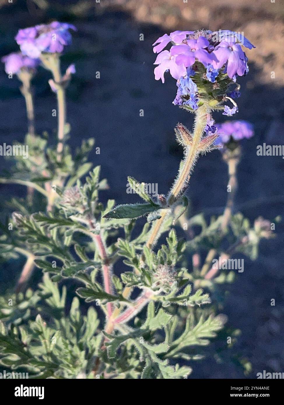 Broad-Lobe Mock Vervain (Glandularia latilobata Stock Photo - Alamy