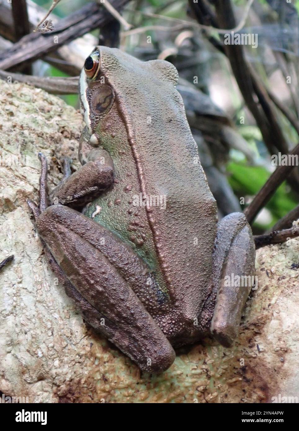 Lesser White-Lipped Frog (Amnirana parva Stock Photo - Alamy