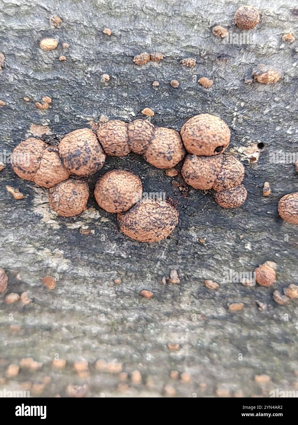 Beech Woodwart (Hypoxylon fragiforme Stock Photo - Alamy