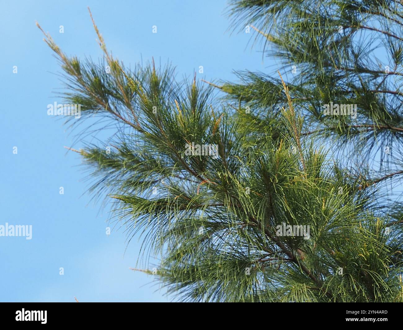 Beach Sheoak (Casuarina equisetifolia Stock Photo - Alamy