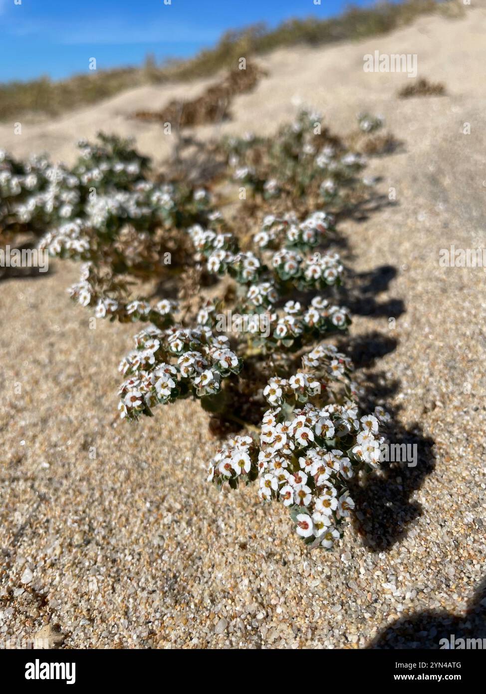 Seri Sandmat (Euphorbia leucophylla Stock Photo - Alamy