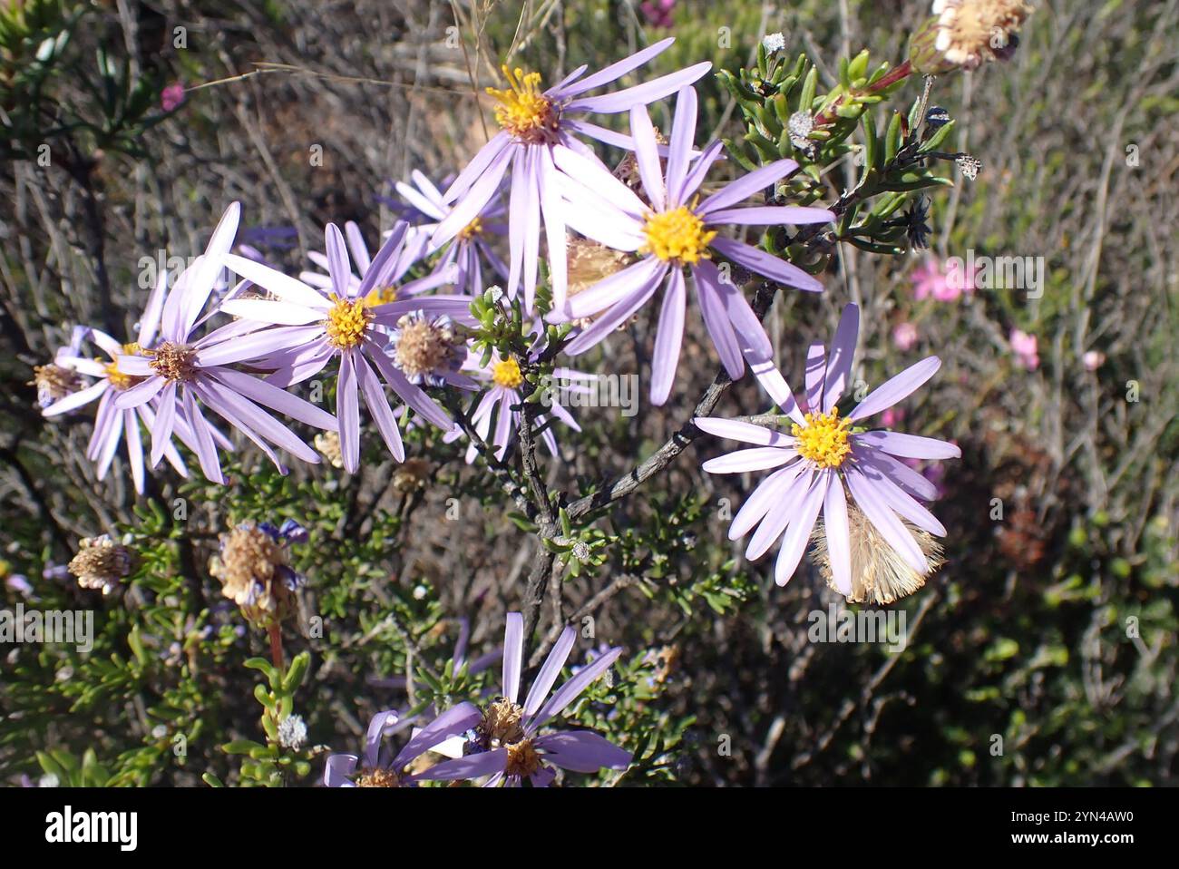Fine Felicia (Felicia filifolia Stock Photo - Alamy