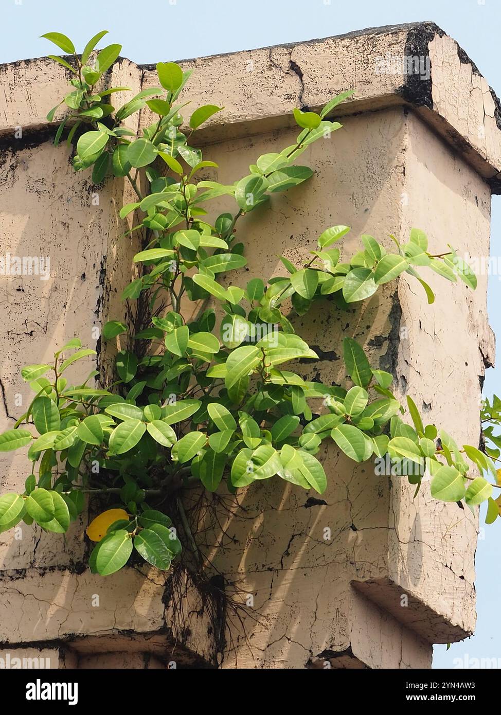 Dye fig (Ficus tinctoria Stock Photo - Alamy