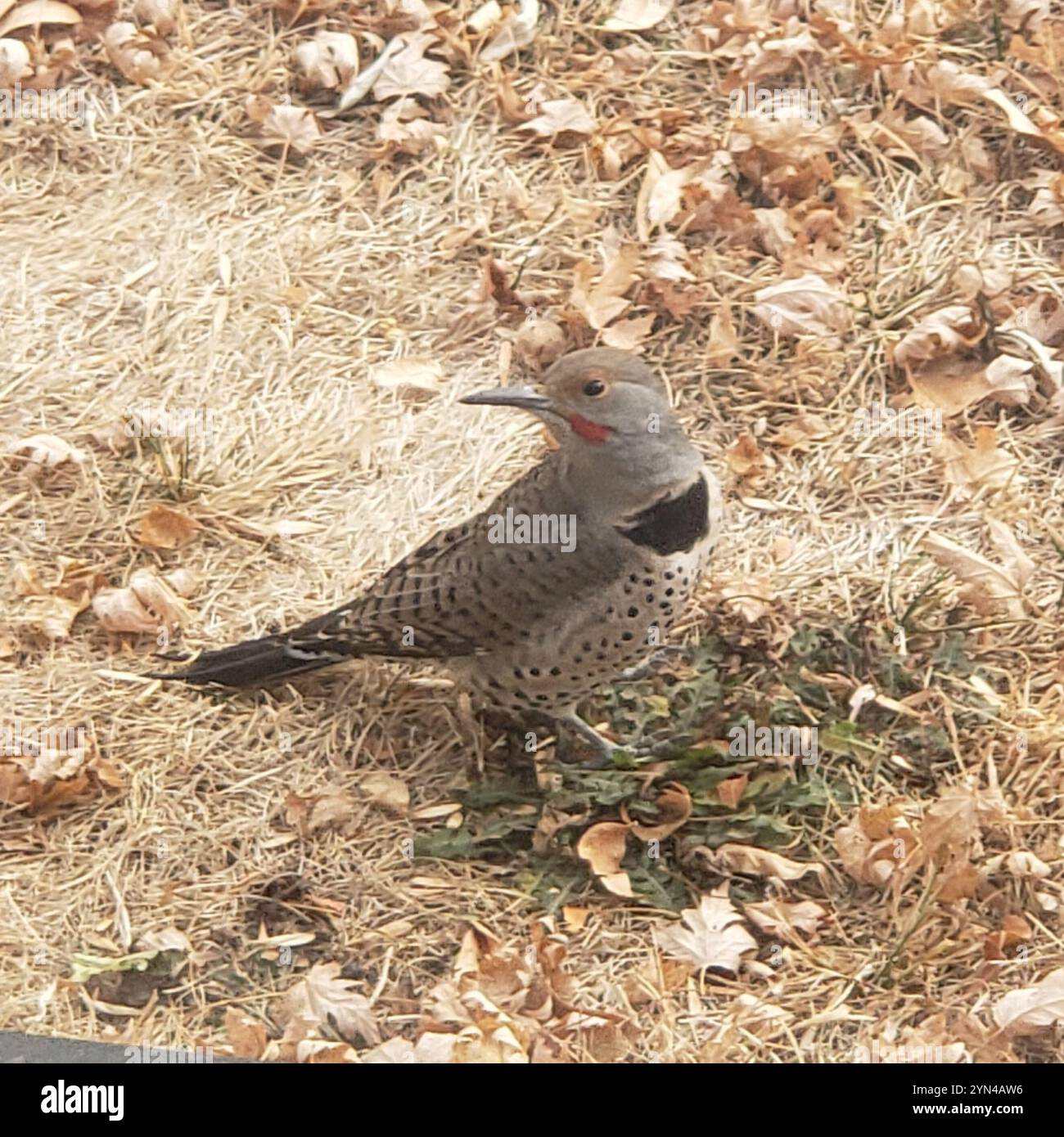 Northern Flicker (Colaptes auratus Stock Photo - Alamy