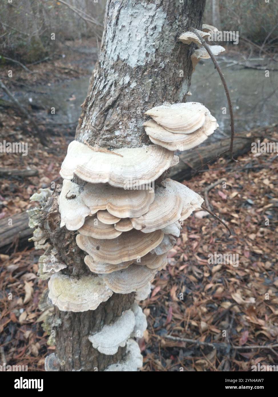 Gilled Polypore (Trametes betulina Stock Photo - Alamy