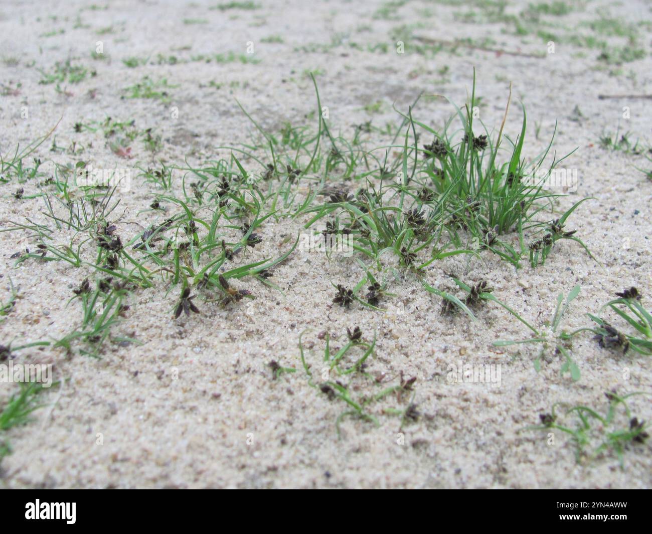 Brown Flatsedge (Cyperus fuscus Stock Photo - Alamy