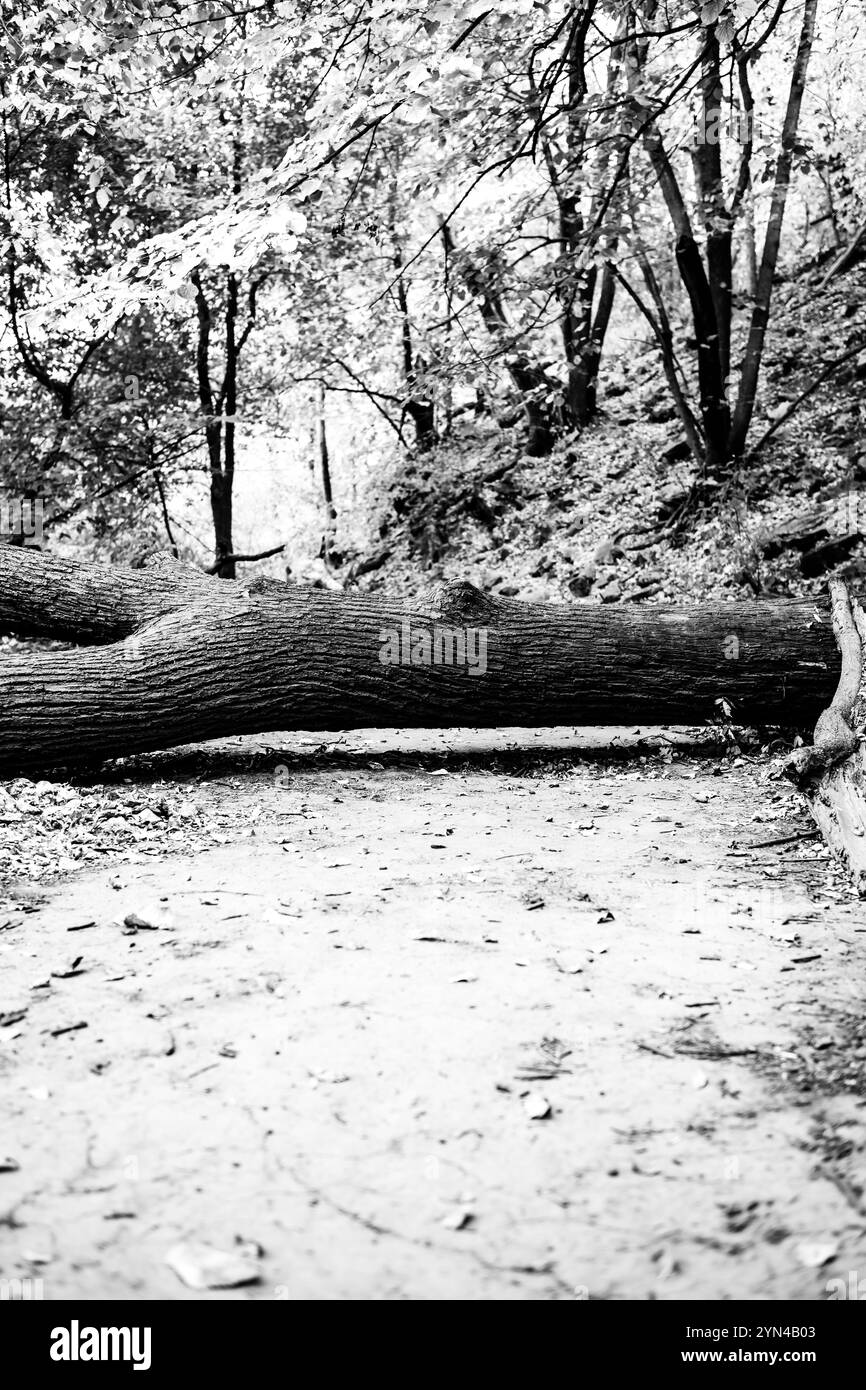 Fallen tree across a footpath in the forest blocking progress Stock ...