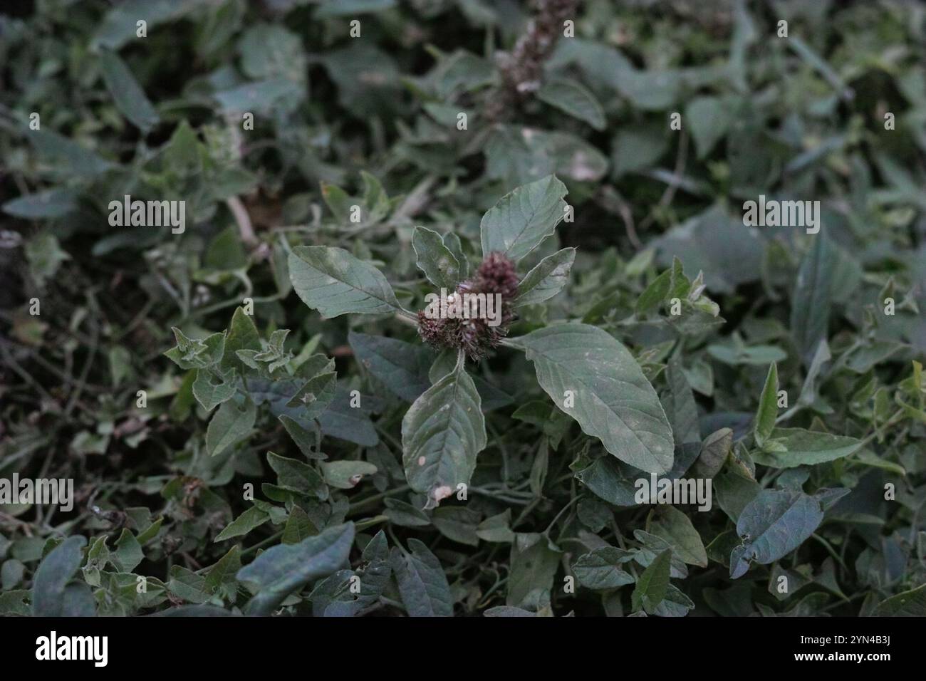 Redroot Amaranth (Amaranthus retroflexus Stock Photo - Alamy