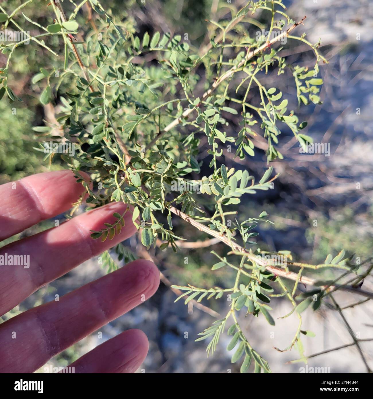 Catclaw Acacia (Senegalia greggii Stock Photo - Alamy