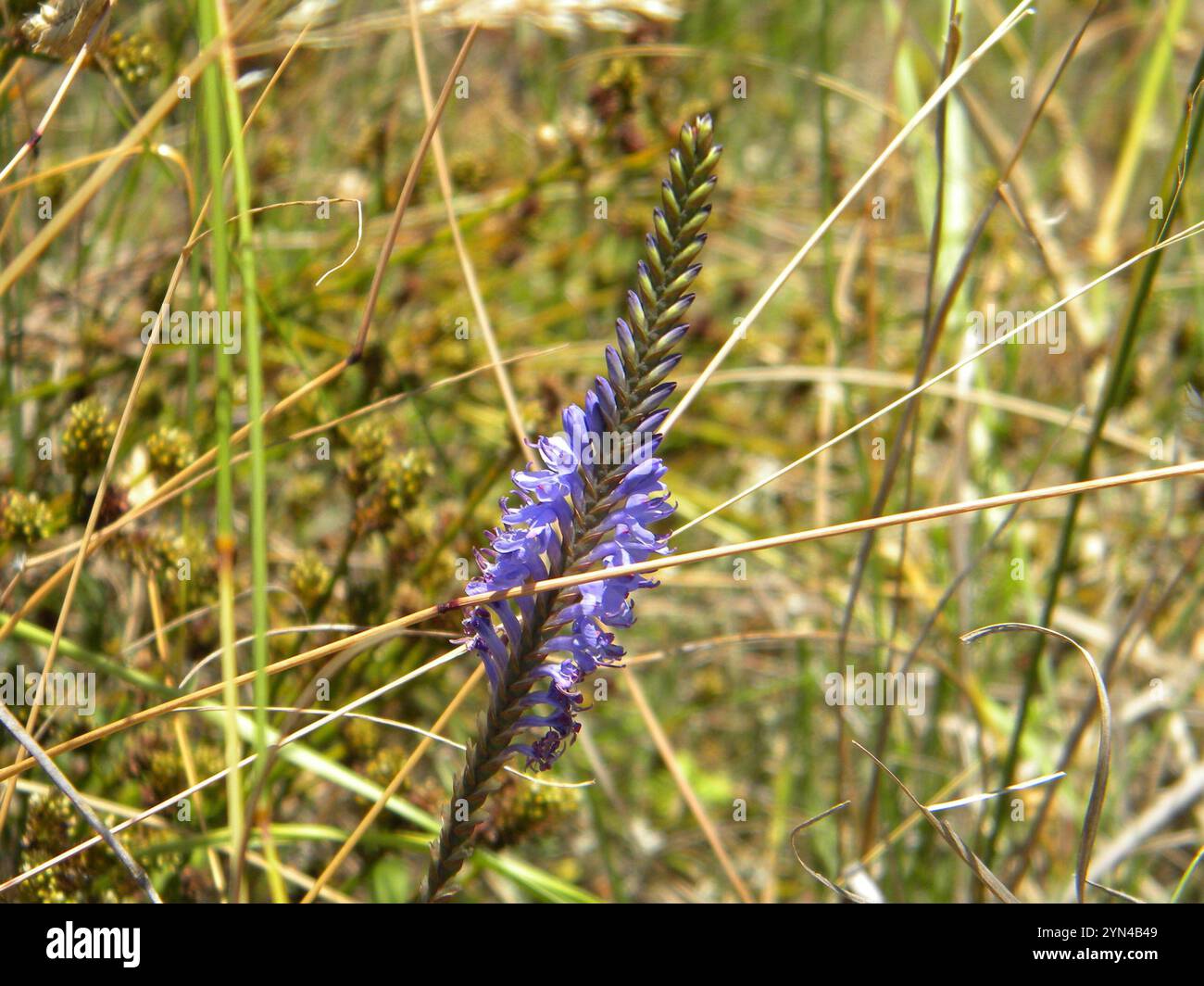 Swordleaf Combflower (Micranthus alopecuroides Stock Photo - Alamy