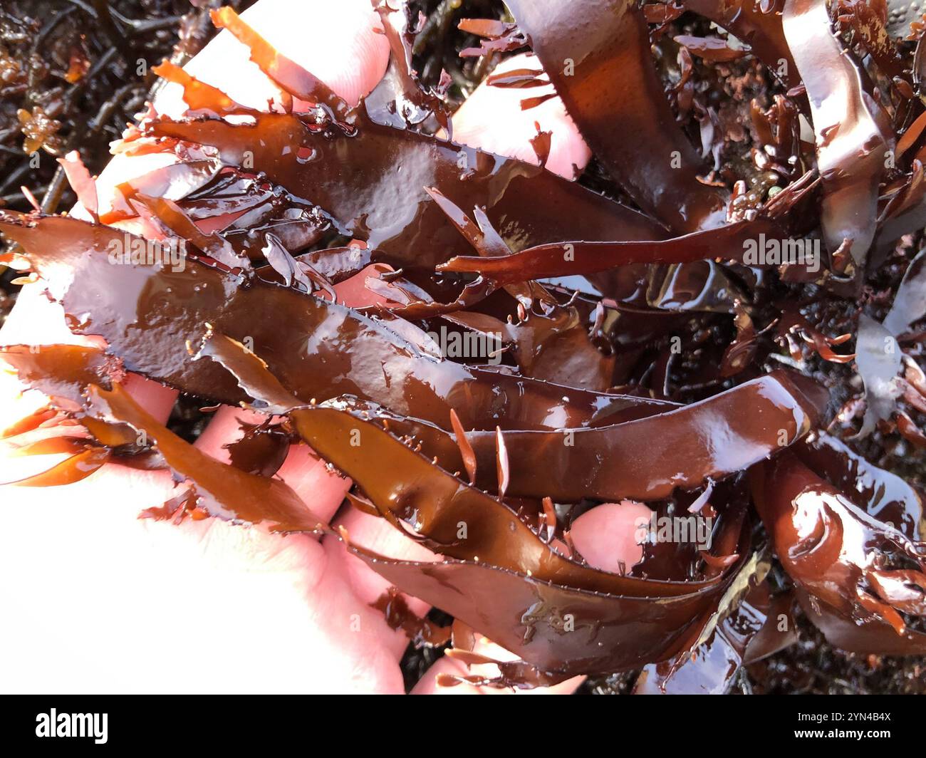 red algae (Rhodophyta Stock Photo - Alamy