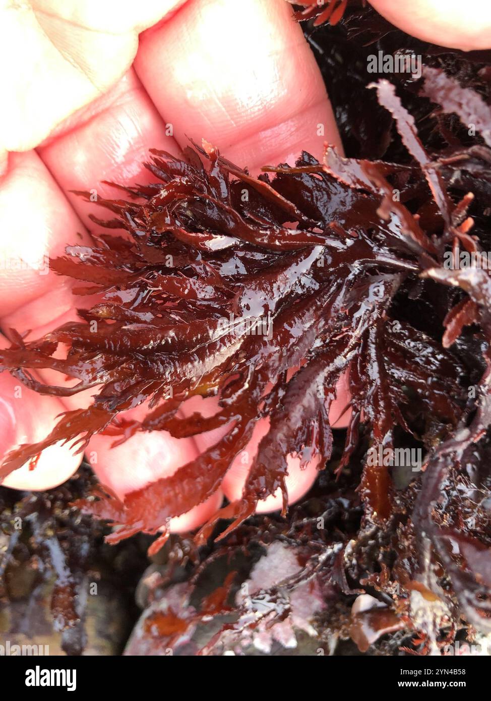 red algae (Rhodophyta Stock Photo - Alamy
