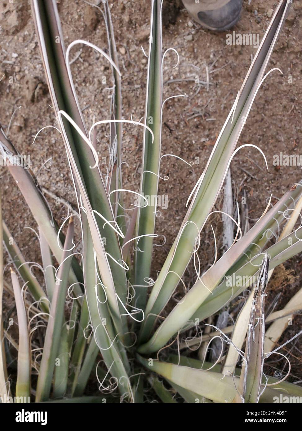 Banana Yucca (Yucca baccata Stock Photo - Alamy