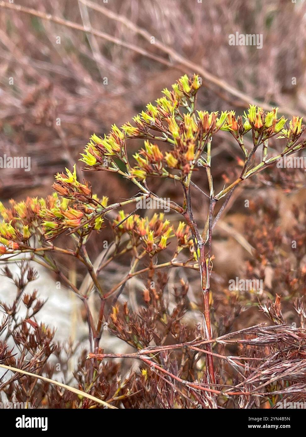 Whitlow-wort (Paronychia virginica Stock Photo - Alamy