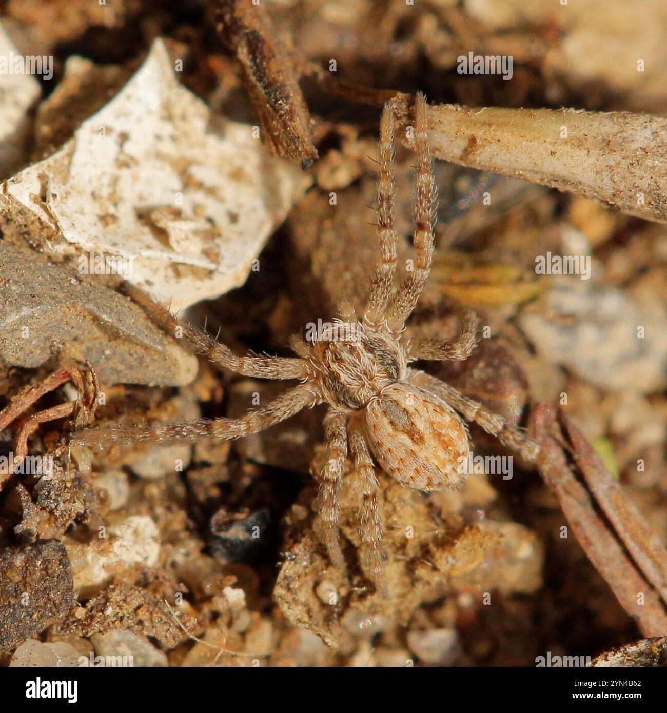 Running Crab Spiders (Philodromidae Stock Photo - Alamy