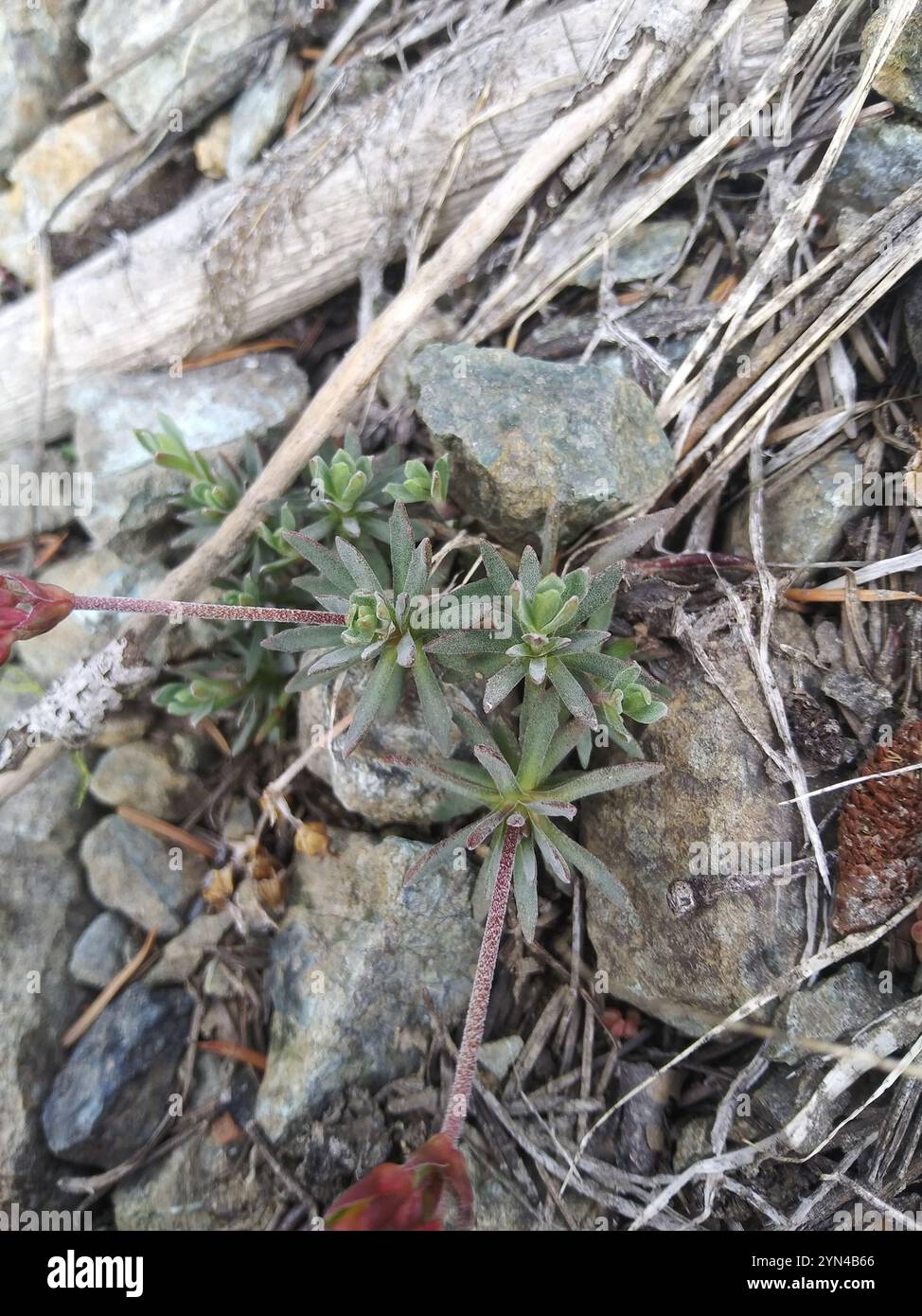 snow dwarf primrose (Androsace nivalis Stock Photo - Alamy